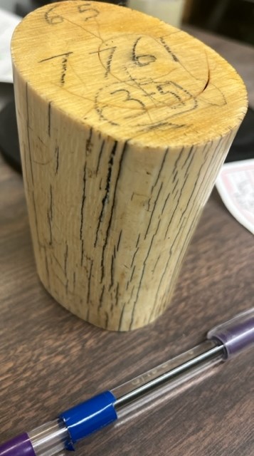 Raw Ivory | Smith & Wesson Forum